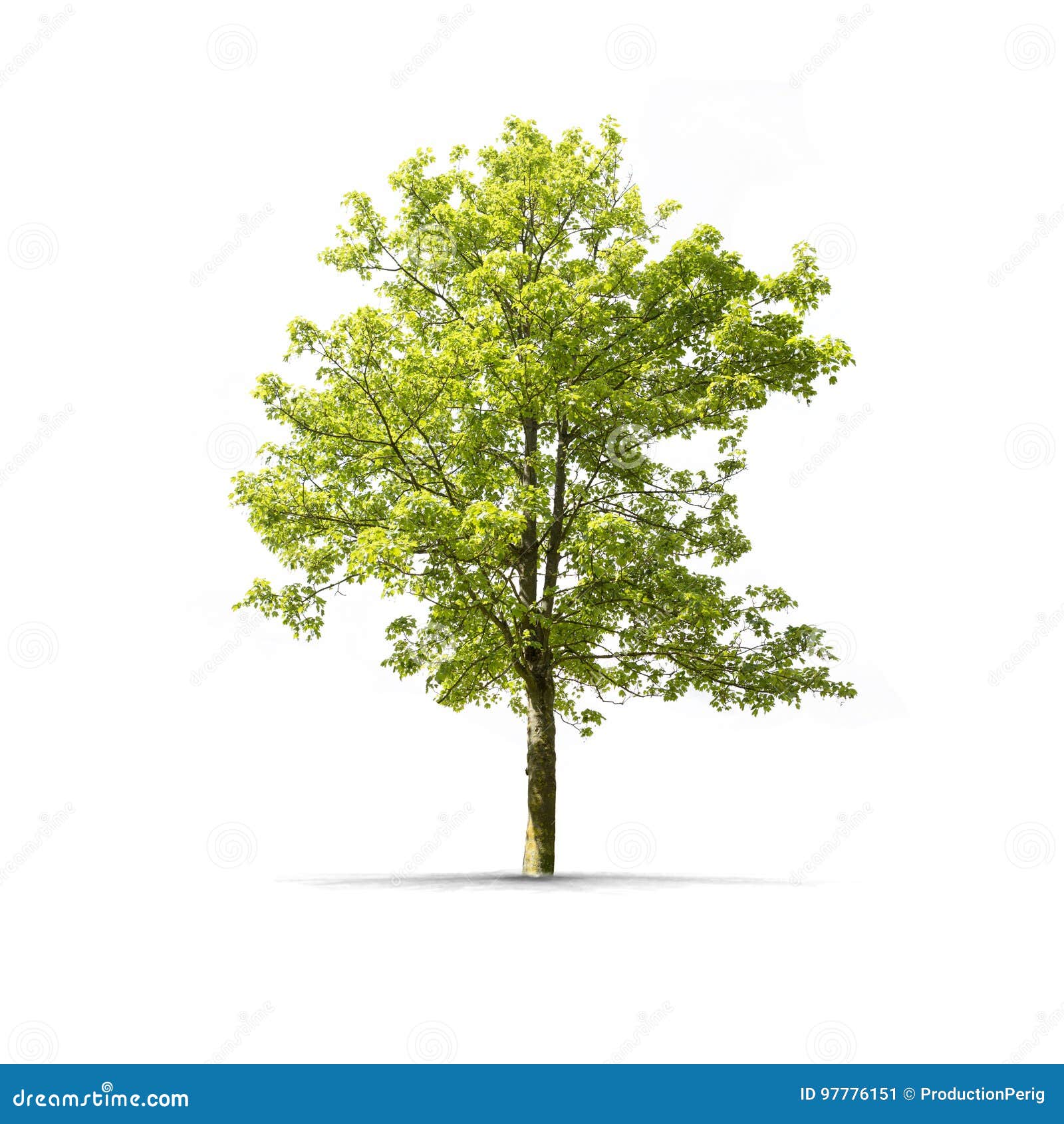 High Definition Tree Isolated on a White Background Stock Image - Image ...