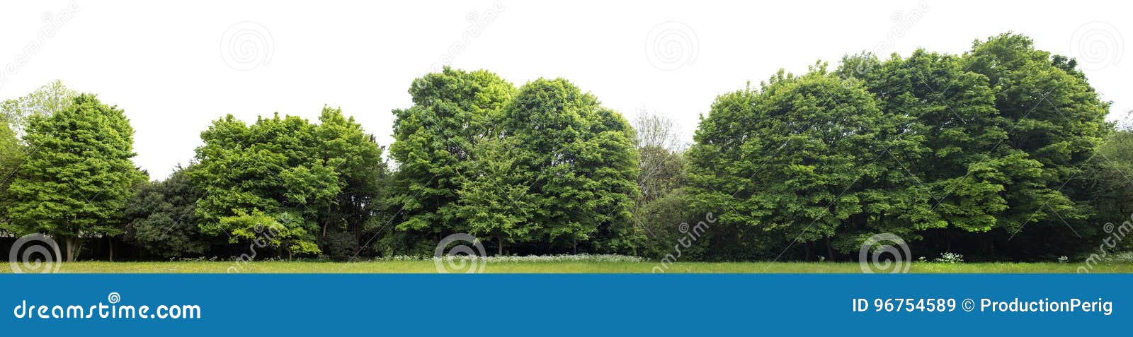 High Definition Treeline Isolated on a White Background Stock Image ...
