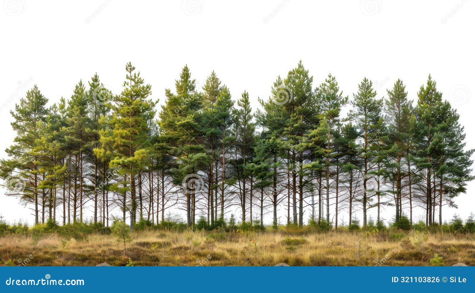 High Definition Treeline on White Background Stock Illustration ...