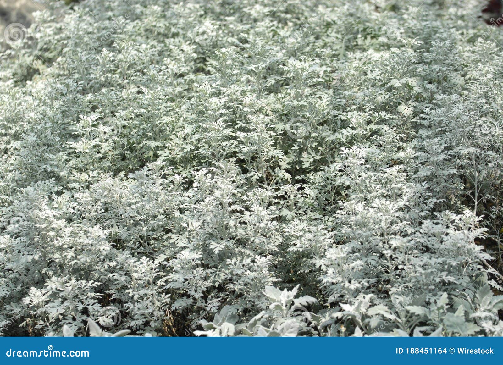 And High Dense Bushes of Light Green Leaves - Perfect for Background ...