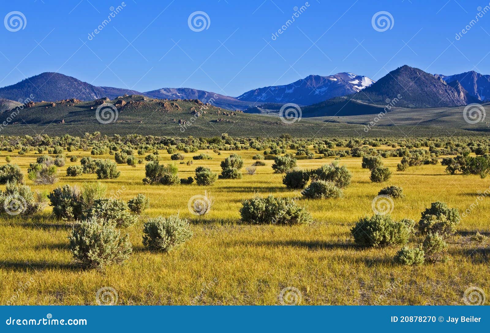 High Desert Grasslands In Spring With Wildflowers Royalty-Free Stock ...