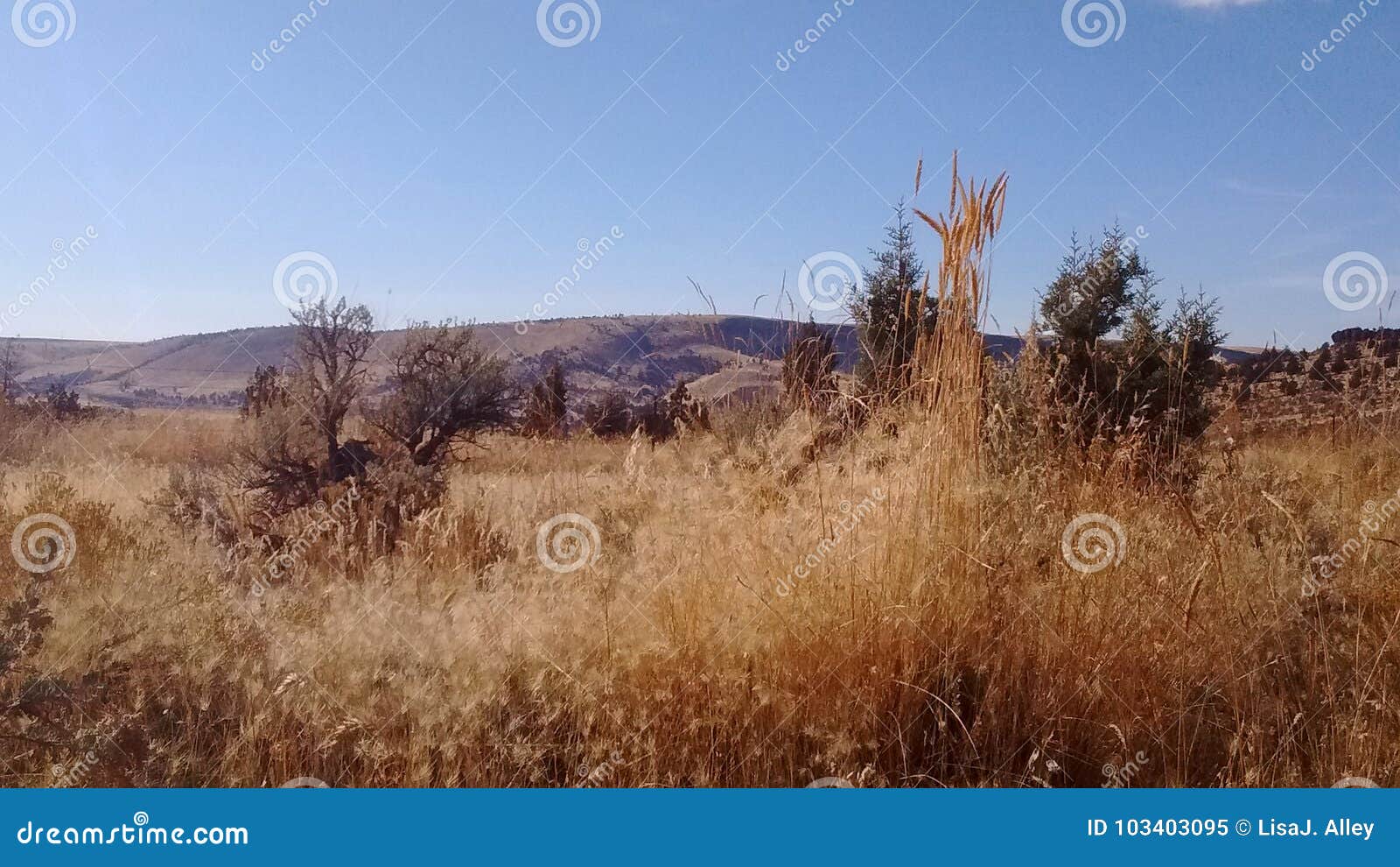 High Desert Hay stock image. Image of canyons, hills - 103403095