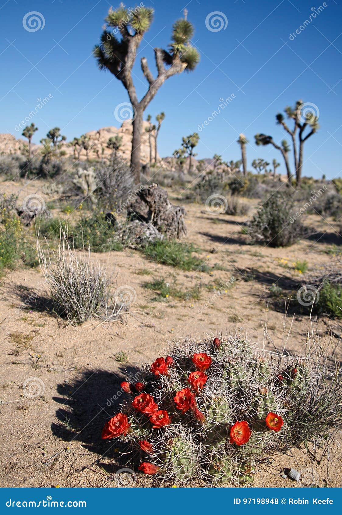 High Desert Landscape and Blooming Cactus Stock Photo - Image of ...