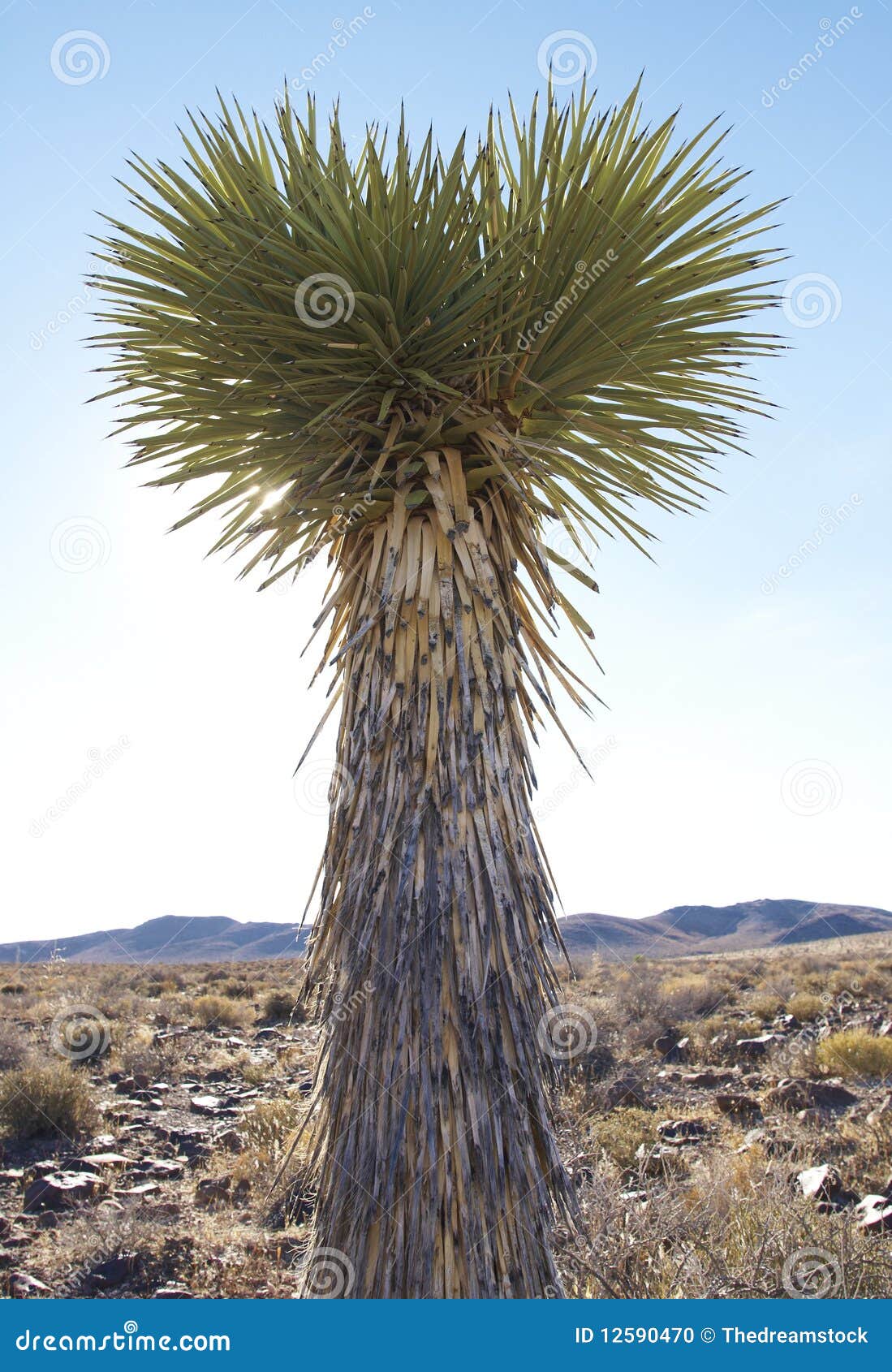 Soaptree Yucca Plant In The Dunes At White Sands National Monument ...