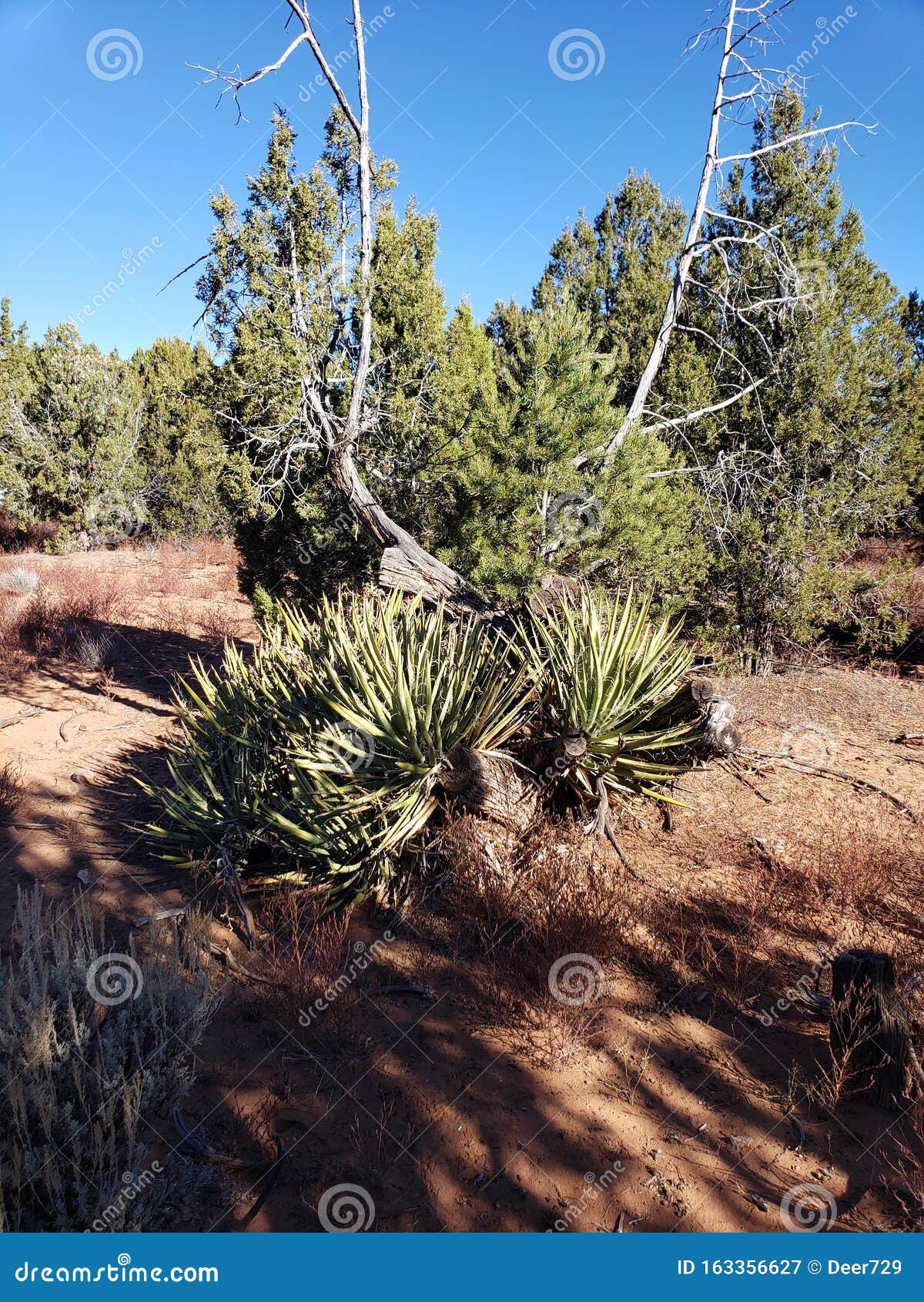 High Desert Vegetation Variety Stock Image - Image of shadow, high ...
