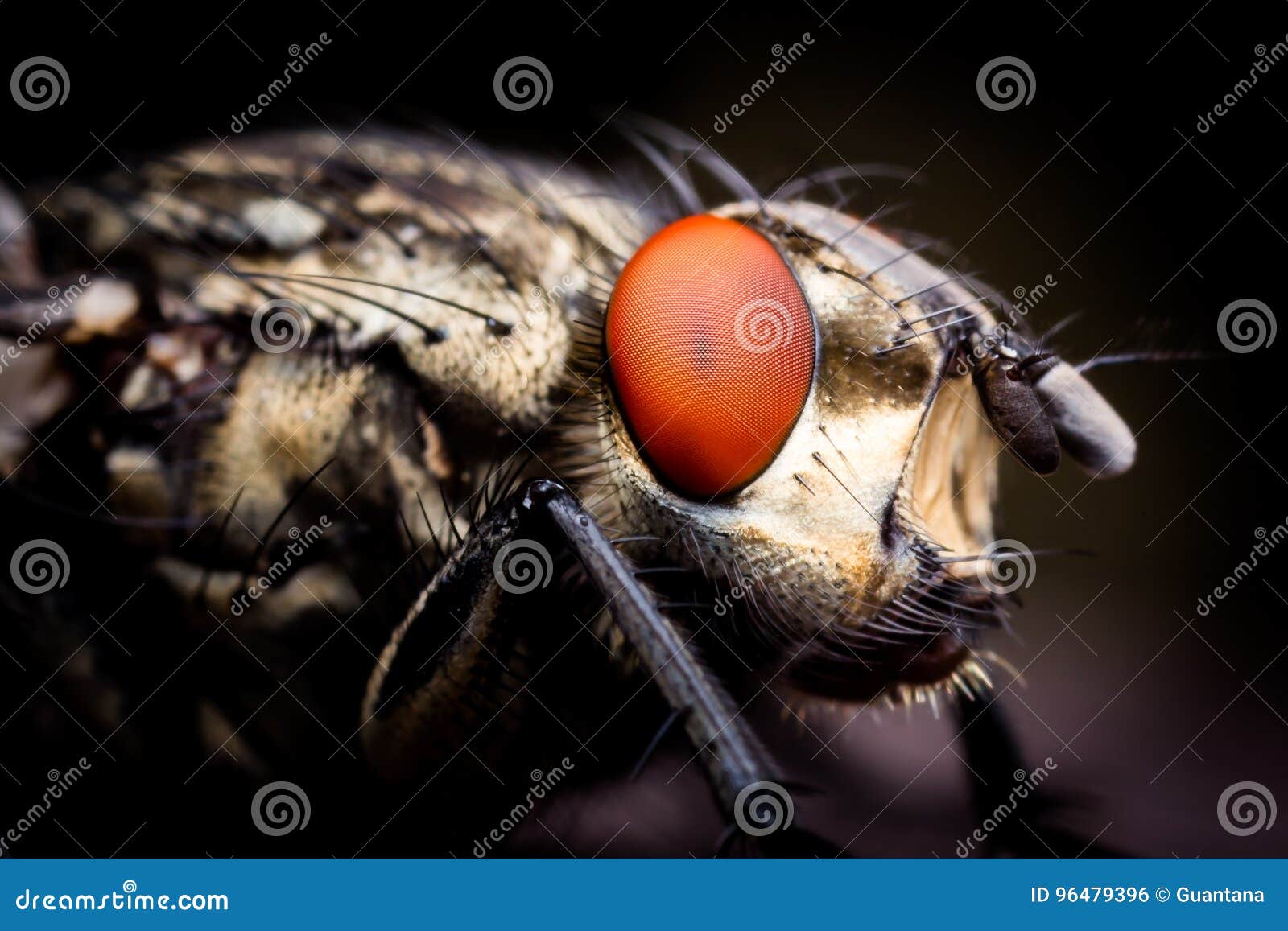 Fly High Magnification Macro Stock Photo - Image of animal, grass: 96479396