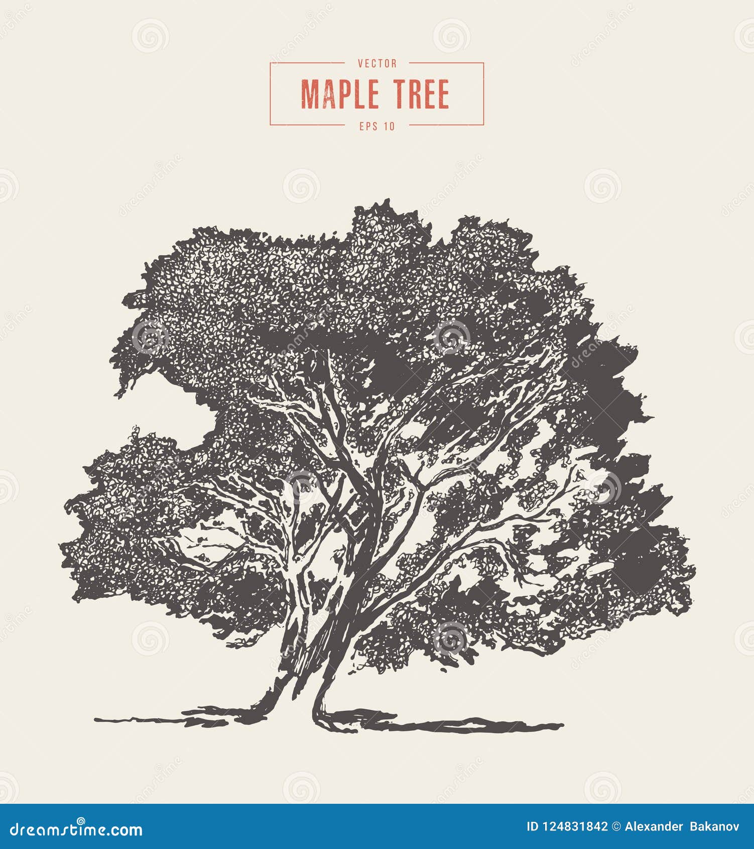 High Detail Vintage Maple Tree, Hand Drawn, Vector Stock Vector ...