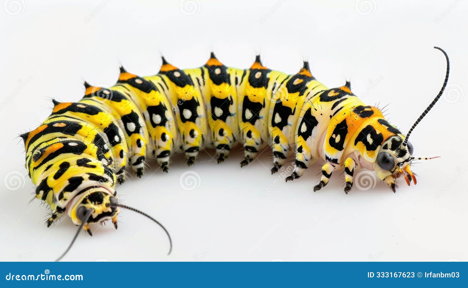 Delicate Transformation. Caterpillar Metamorphosis Concept Stock ...