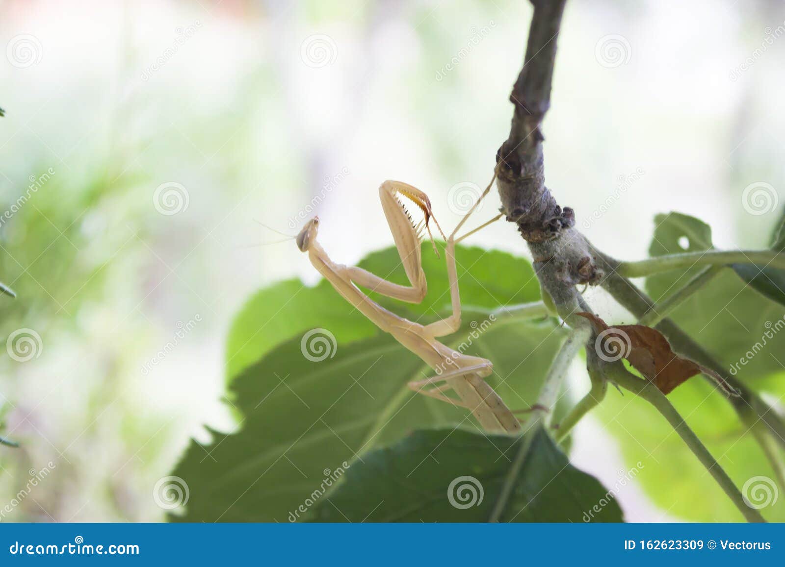 High Detailed Praying Mantis on a Plant Stock Image - Image of wildlife ...