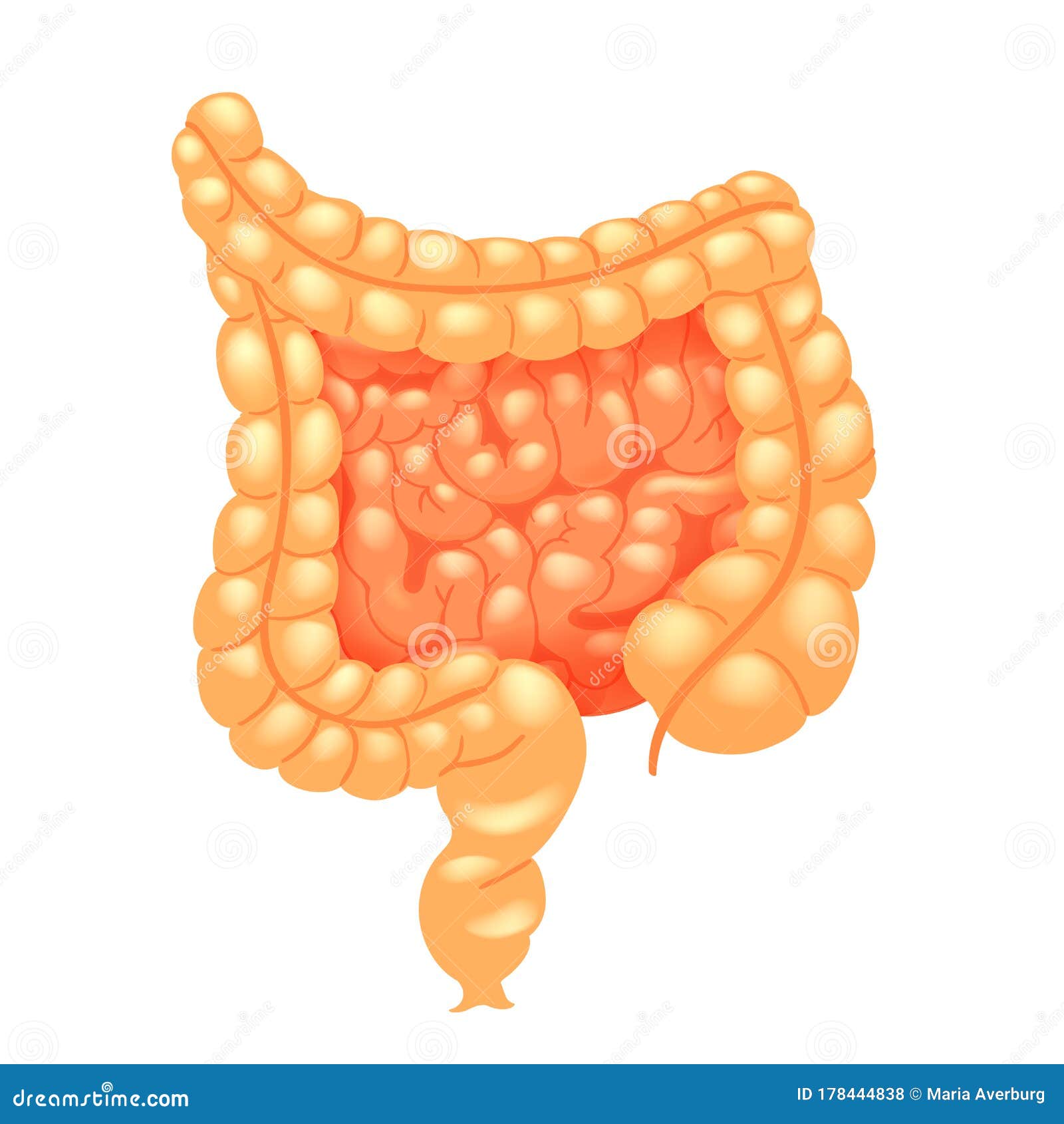 High Detailed Realistic Vector Intestine Isolated on White Background ...