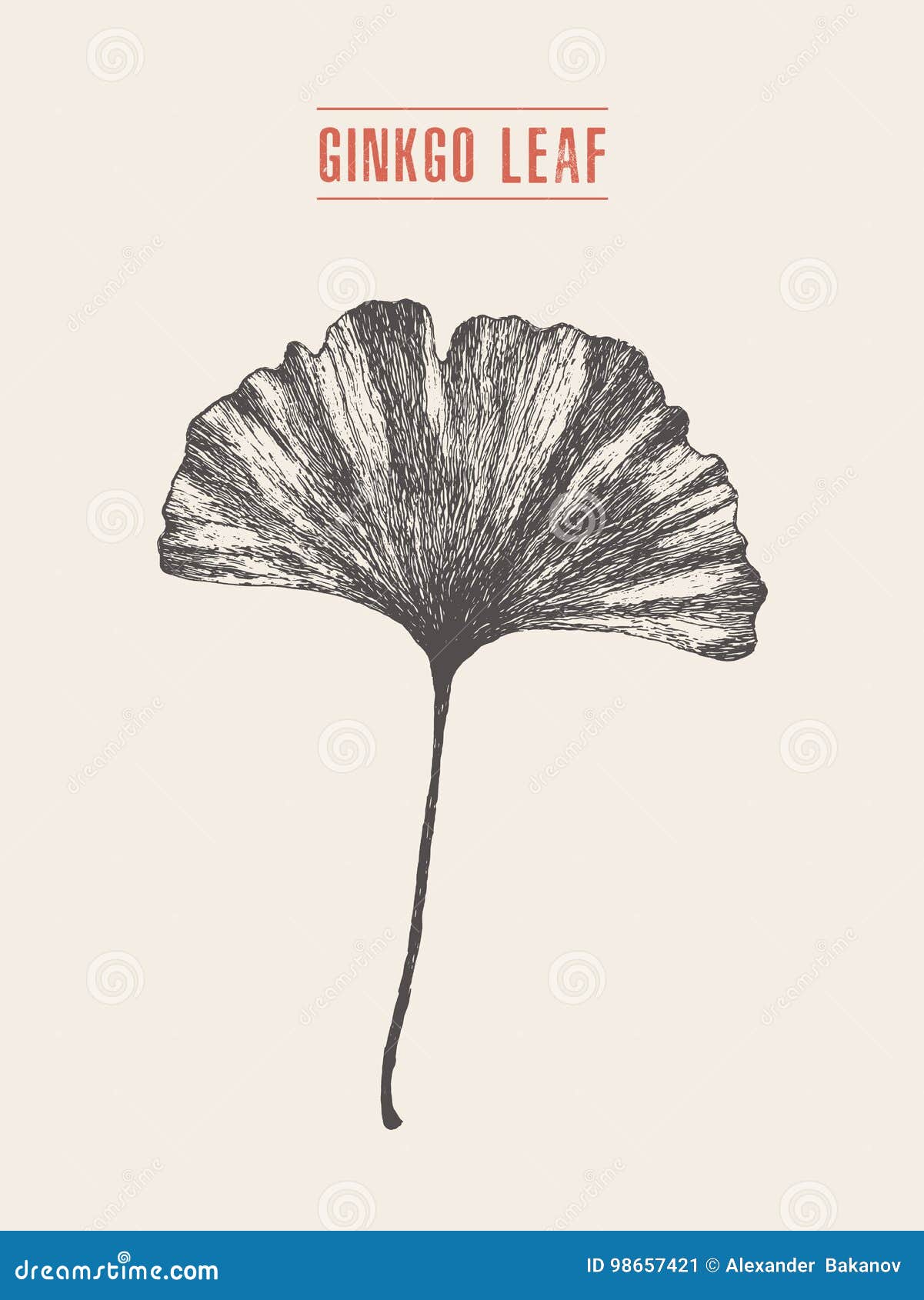 Ginkgo Leaf Hand Draw Vintage Clip Art Isolated On White Background ...