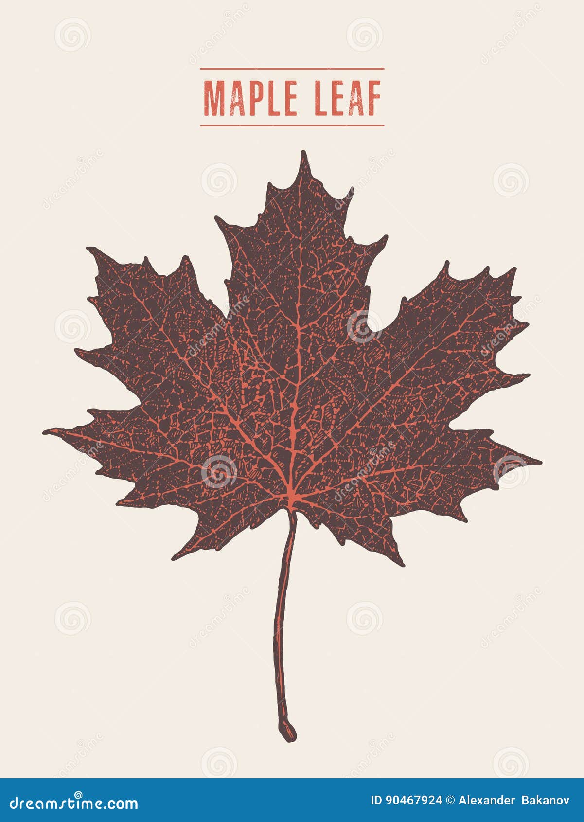 High Detailed Vector Maple Leaf Drawn Sketch Stock Vector ...