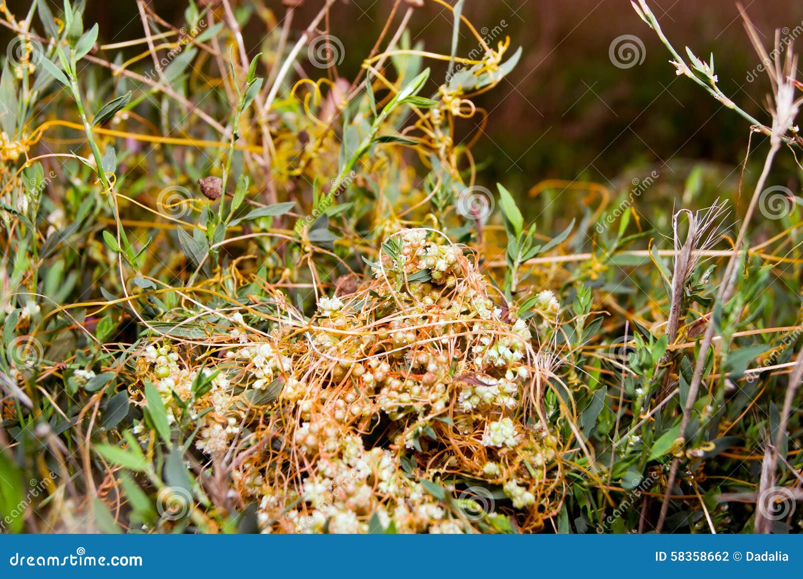 High Dodder (Cuscuta Campestris) Stock Photo - Image of flora, life ...
