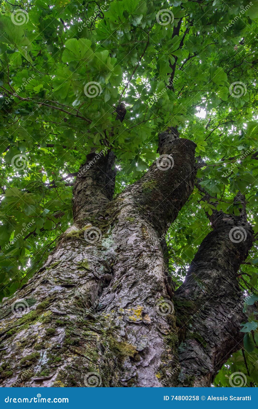 High Dramatic Single Tree in the Forest Stock Photo - Image of ...