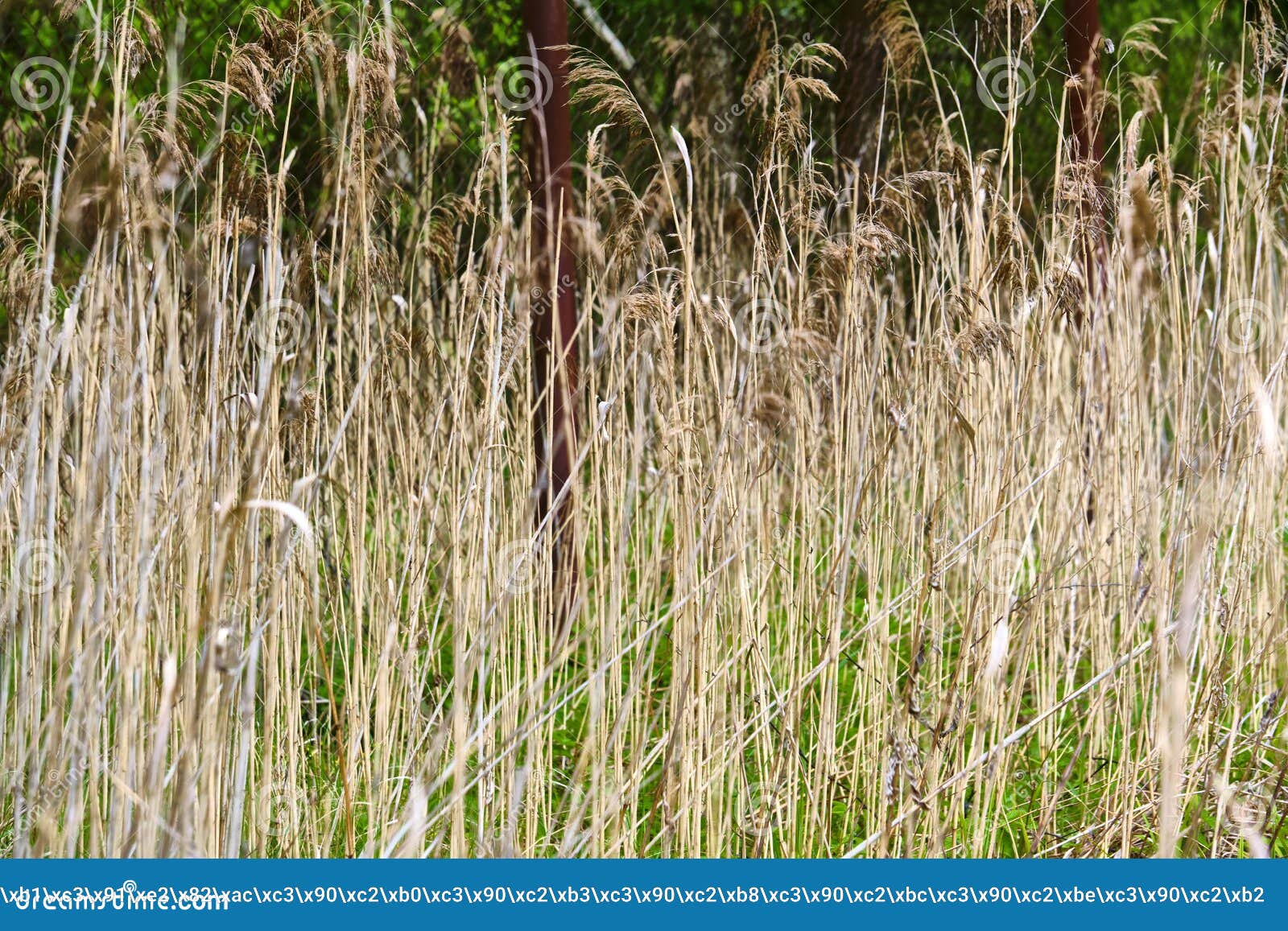High Dry Grass in Autumn General Plan Color Stock Photo - Image of ...