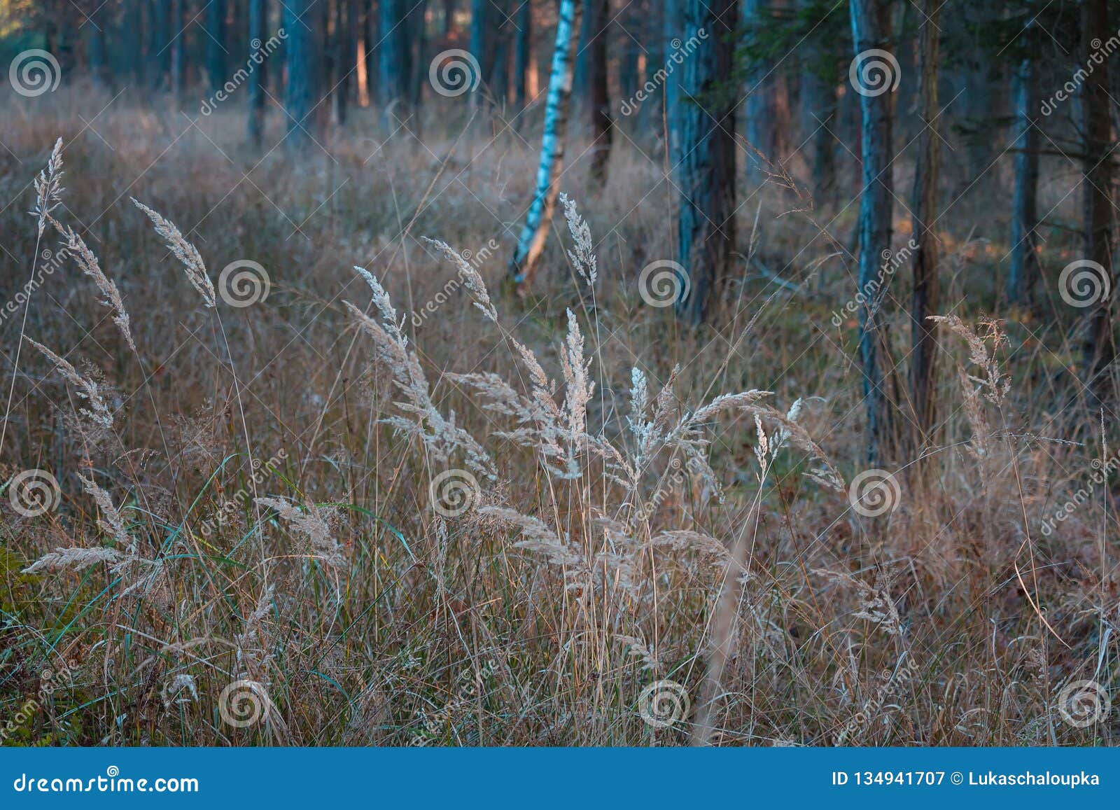 High Dry Grass in Forest with Trees Stock Image - Image of landscape ...