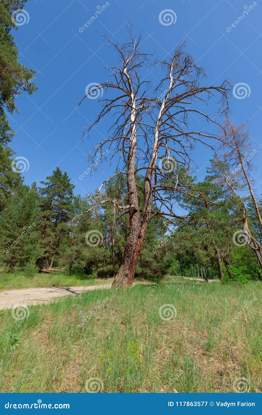 High Dry Tree in the Forest Stock Image - Image of evergreen, light ...