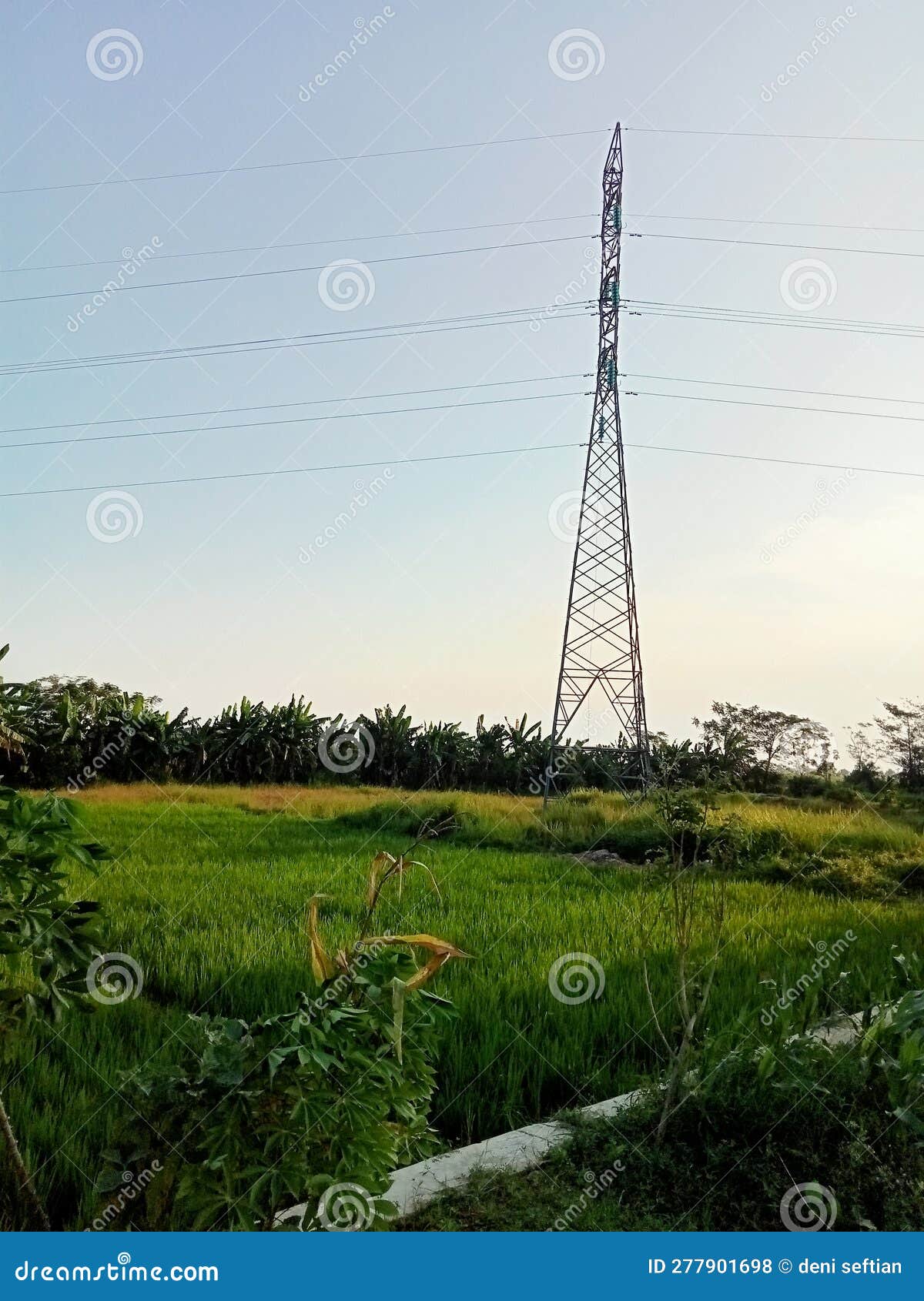 High Electric Tower in Rice Crop Field Stock Photo - Image of electric ...