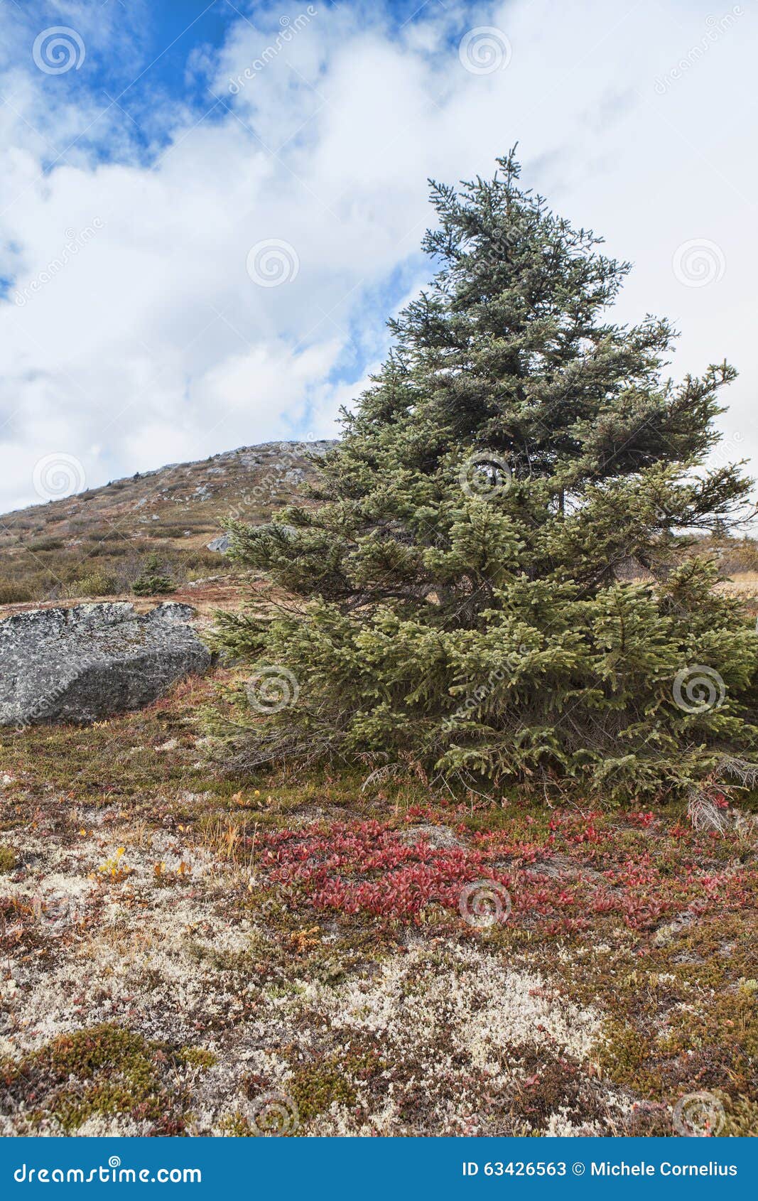 High Elevation Spruce stock image. Image of high, clouds - 63426563