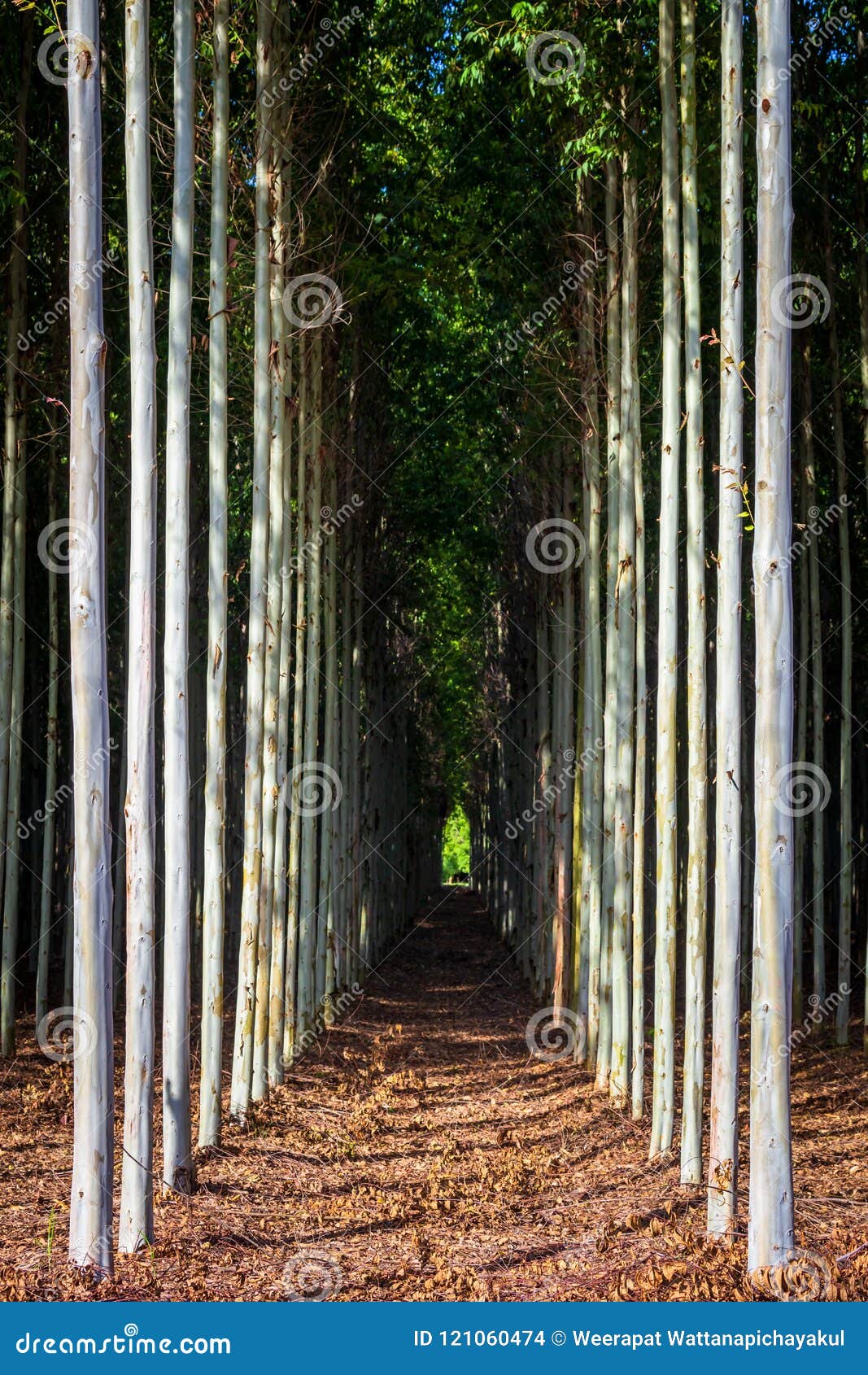 High Eucalyptus Forest stock photo. Image of industry - 121060474