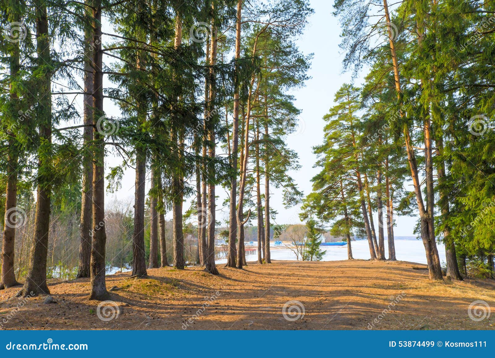 High Evergreen Pine Trees Near a Lake Stock Image - Image of beautiful ...