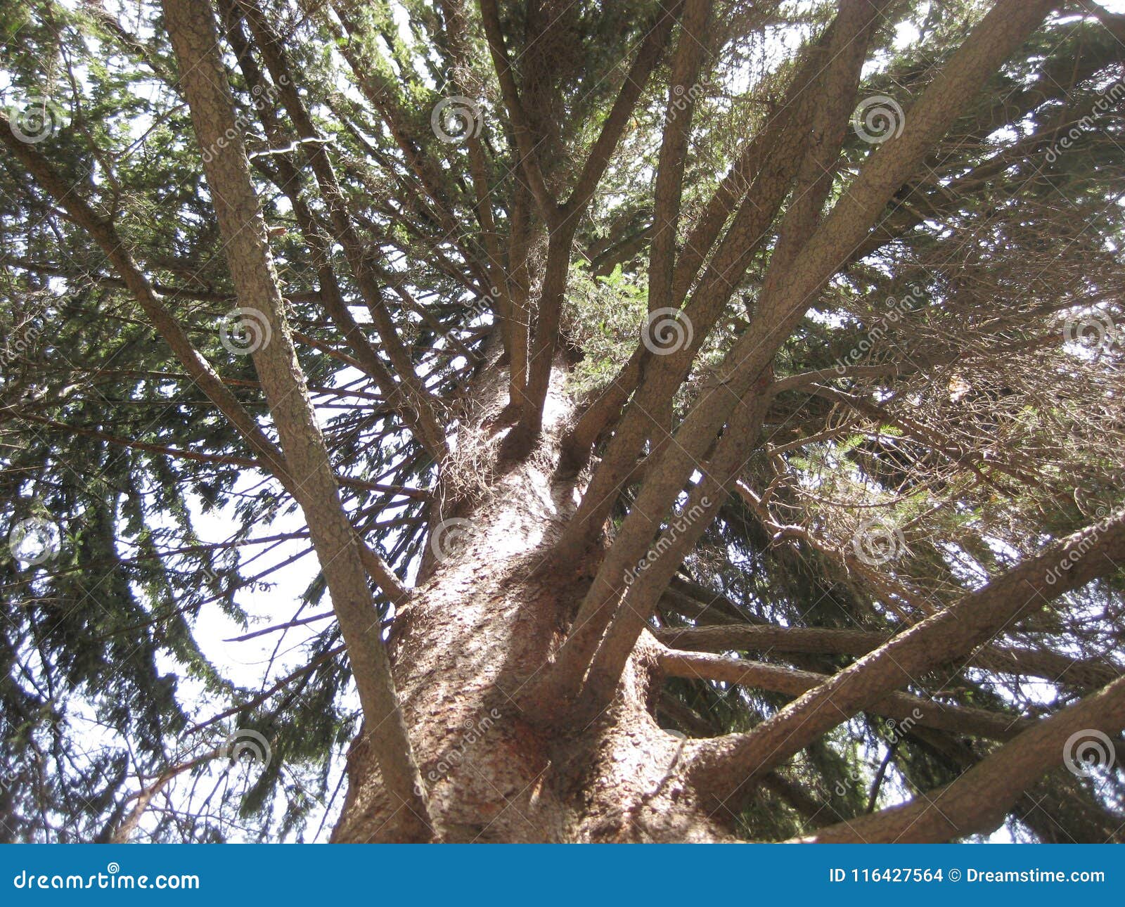 High Fir Tree -view from Below. Stock Photo - Image of spruce, powerful ...
