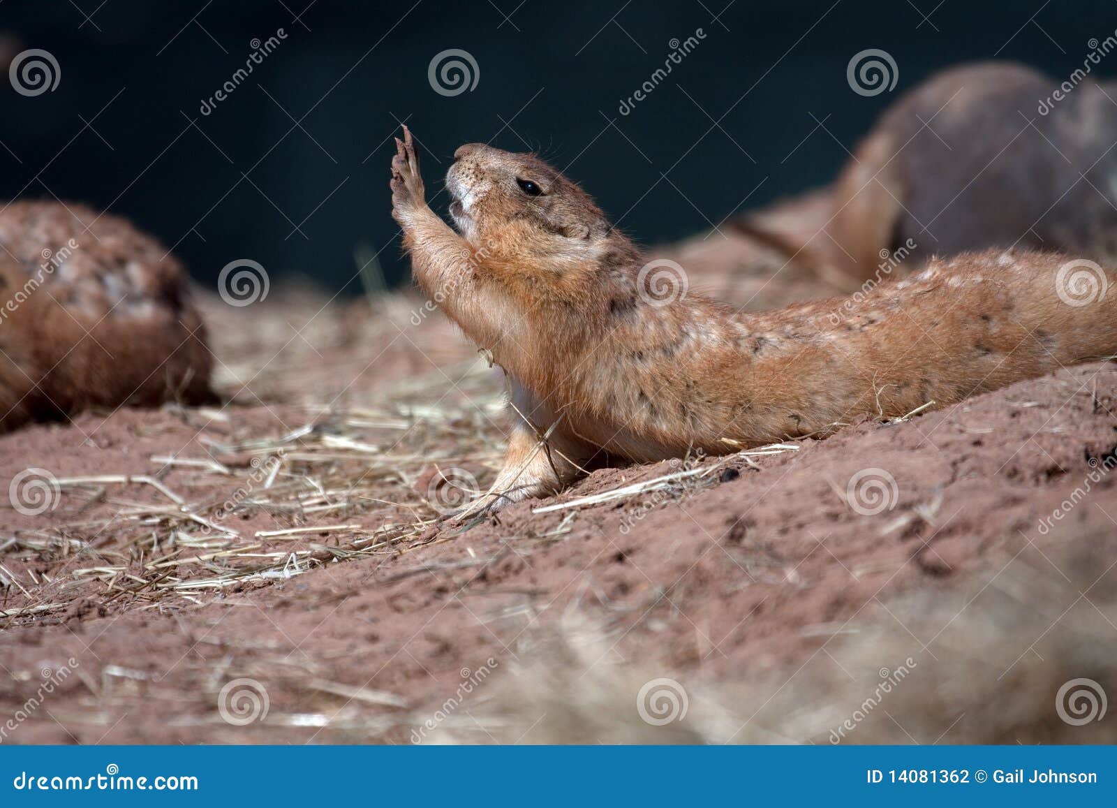 High Five stock photo. Image of marmot, raised, prairie - 14081362