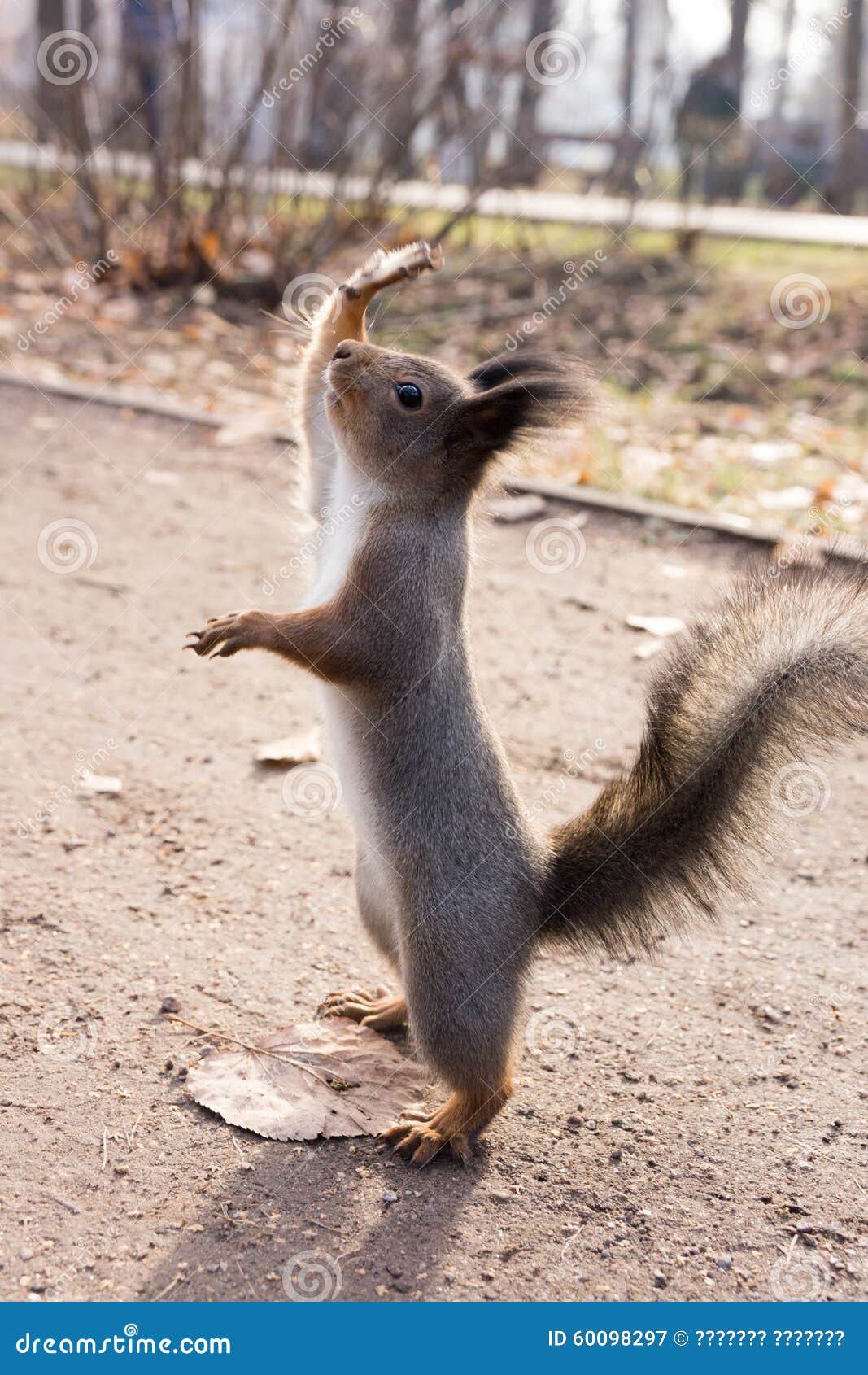High five stock image. Image of foliage, nature, squirrel - 60098297