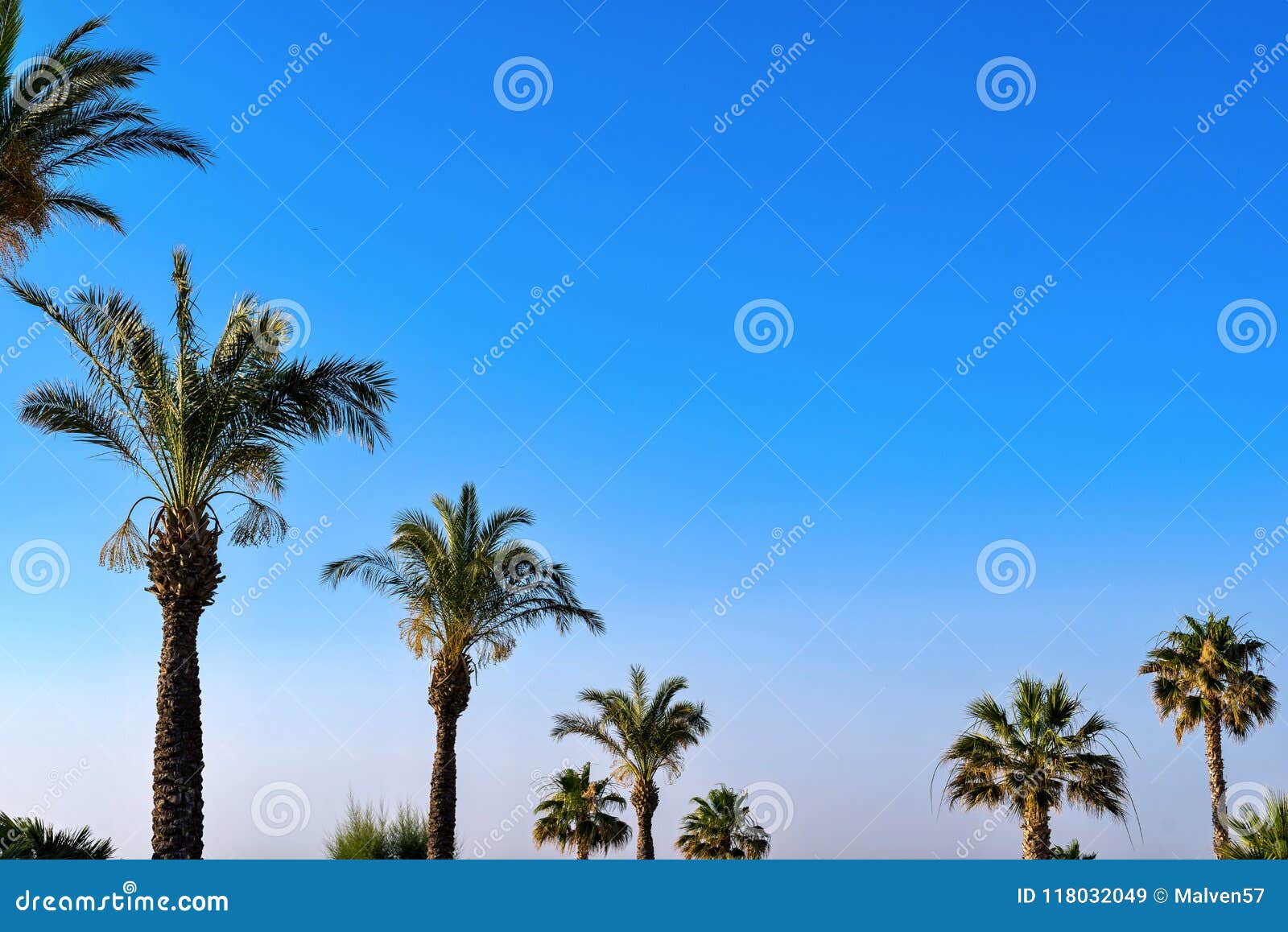 High fluffy palm trees stock image. Image of group, branches - 118032049