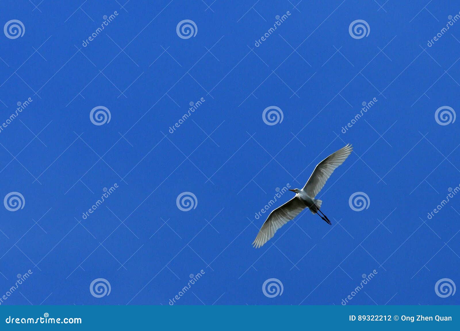 High flyer stock photo. Image of asia, india, biology - 89322212