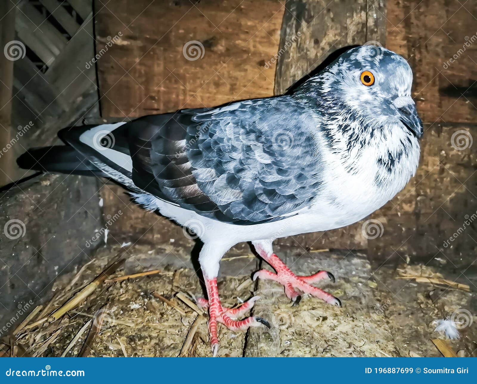 High Flying Pigeon Taking Rest Stock Image - Image of shorebird ...