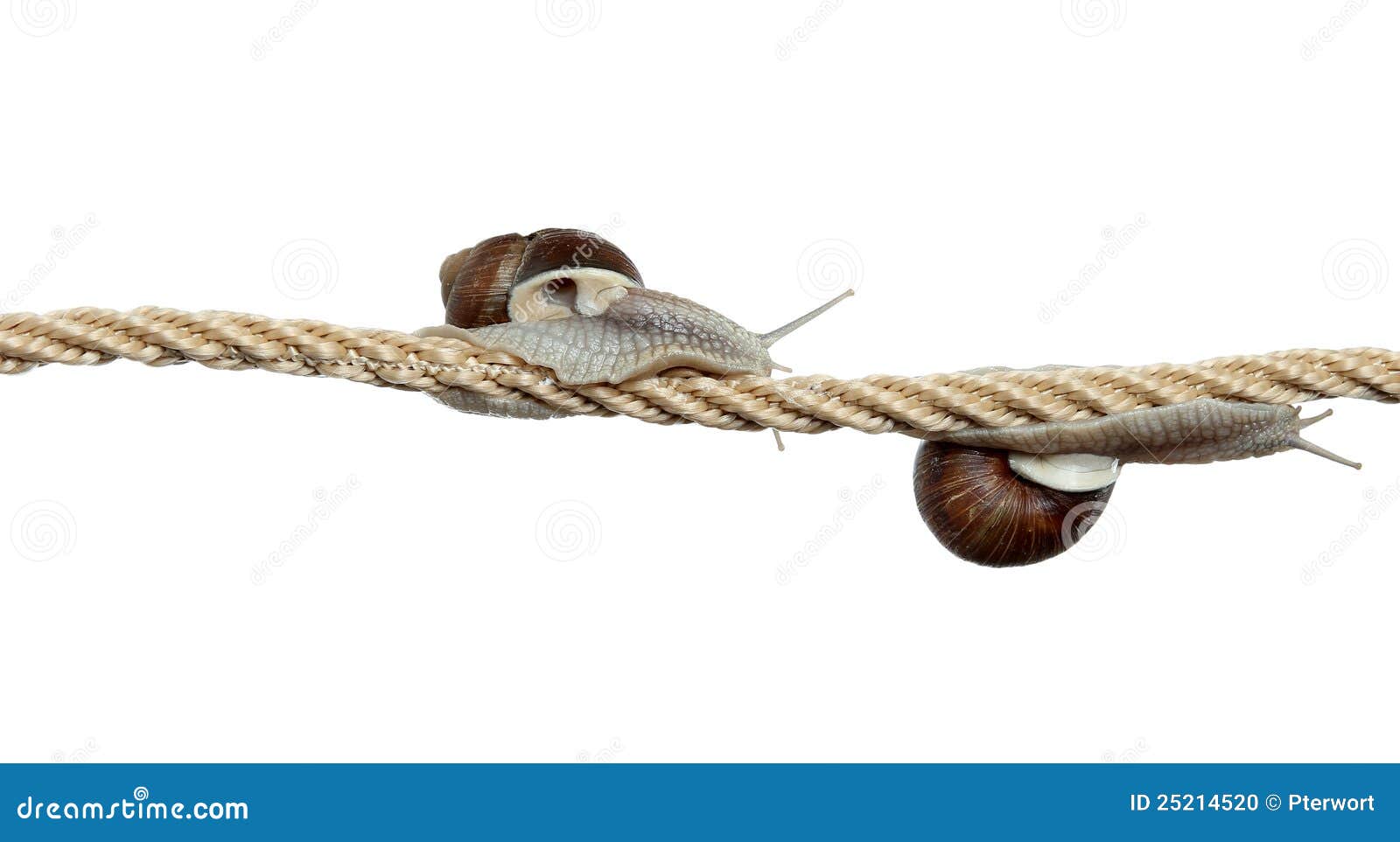 High-flying snails on cord stock photo. Image of helix - 25214520