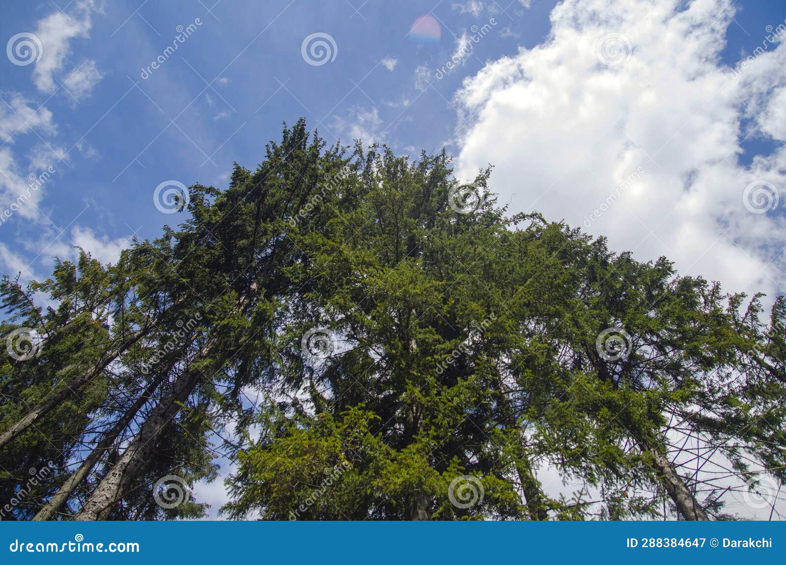 High forest trees stock image. Image of morning, park - 288384647