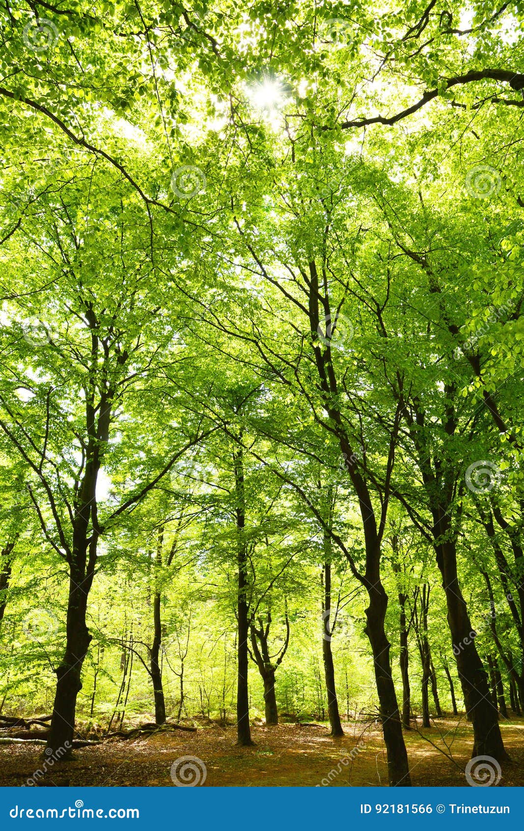 High Forrest Trees in the Woods with Sunlight Stock Photo - Image of ...