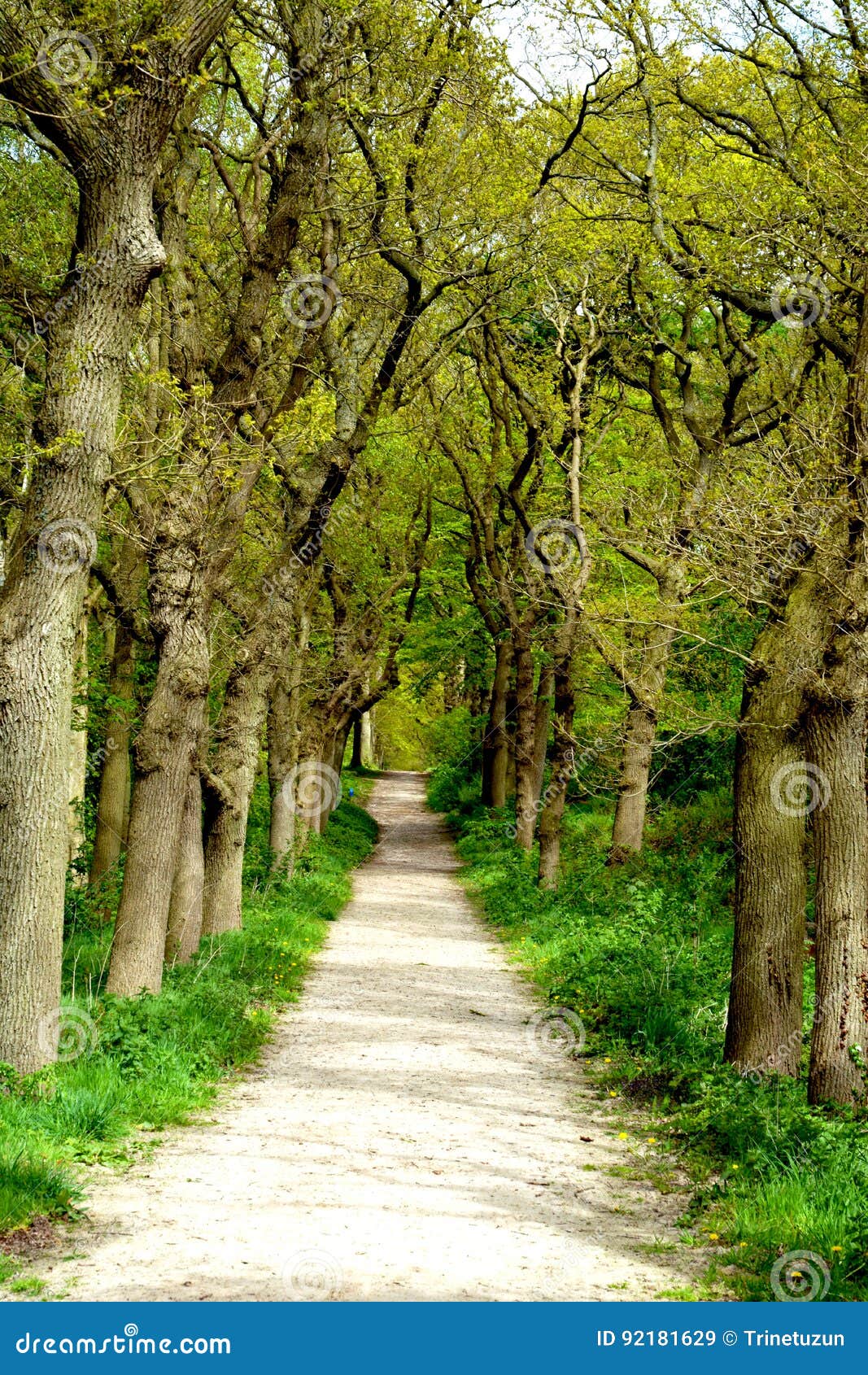 High Forrest Trees in the Woods with Walking Foot Path Stock Image ...