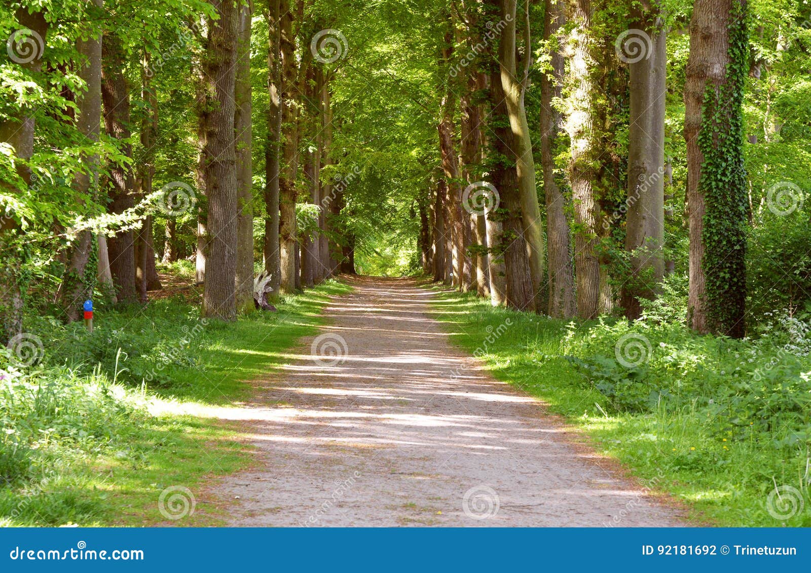 High Forrest Trees in the Woods with Walking Foot Path Stock Photo ...