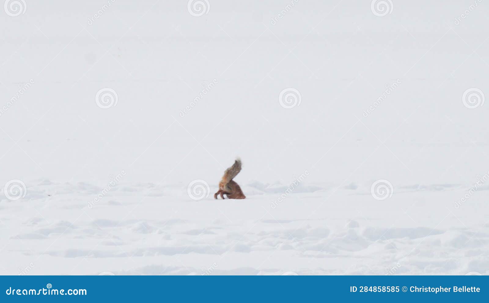 High Frame Rate Clip of a Red Fox Jumping and Diving into Snow at ...