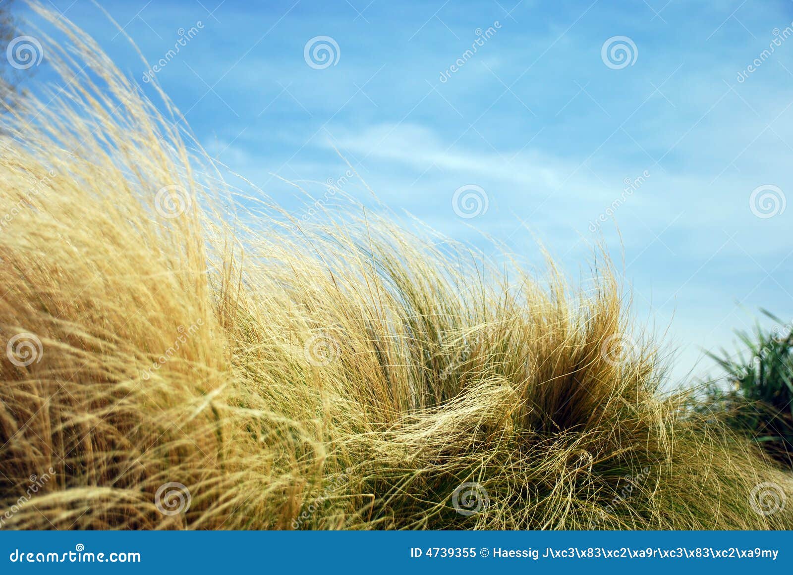 High Grass stock image. Image of green, nature, field - 4739355