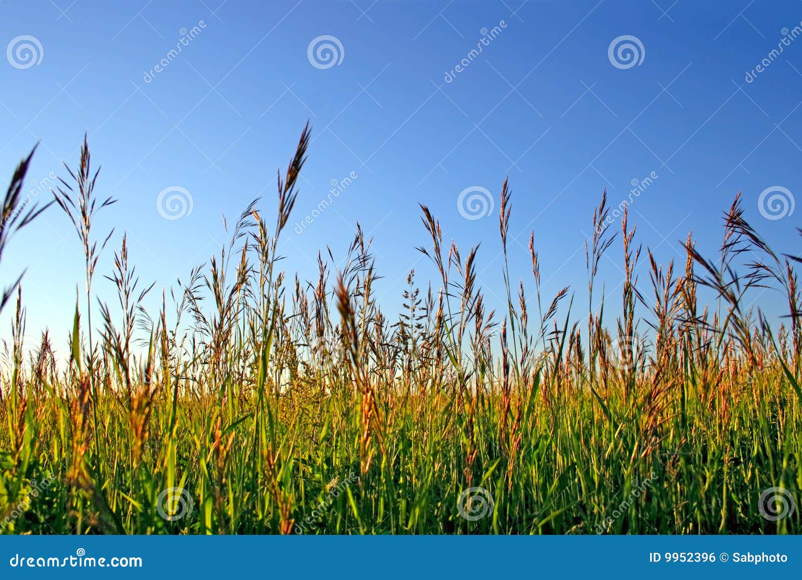 High grass stock photo. Image of high, silhouette, wheat - 9952396