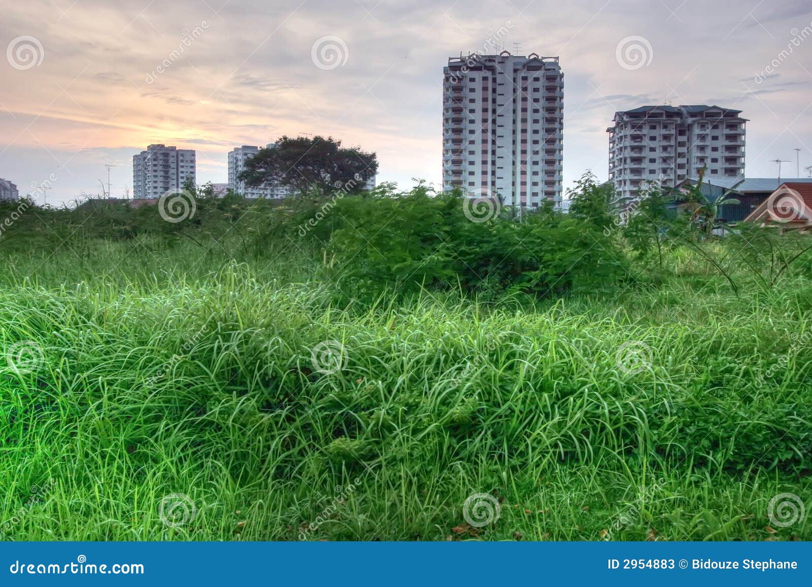 High Grass and Buildings HDR Stock Image - Image of dusk, modern: 2954883