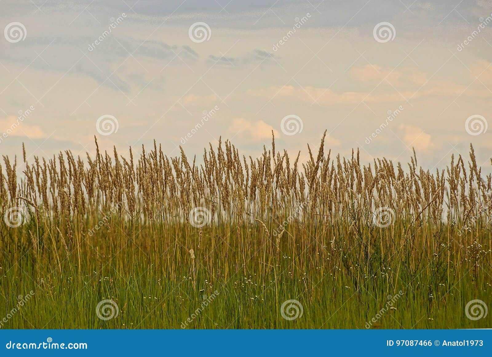 High Grass in the Field Against the Sky Stock Photo - Image of ...