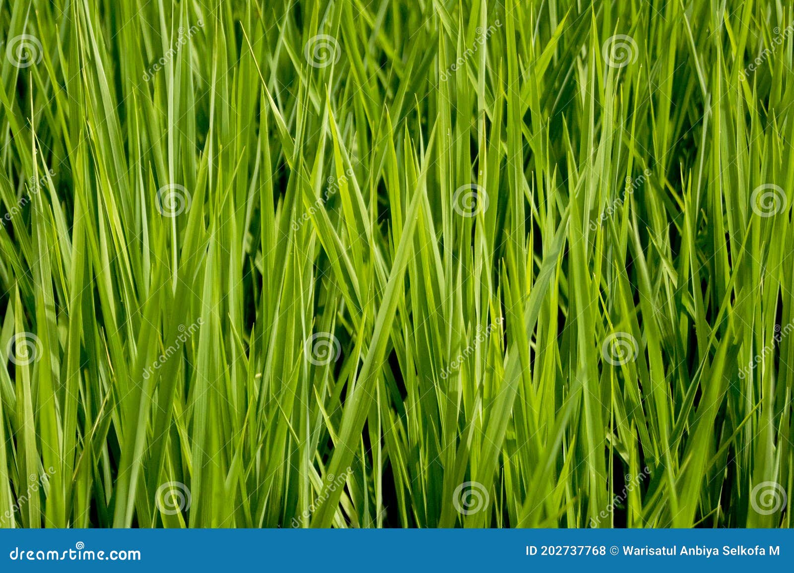 High Grass in the Rice Fields Stock Photo - Image of vegetable, herb ...