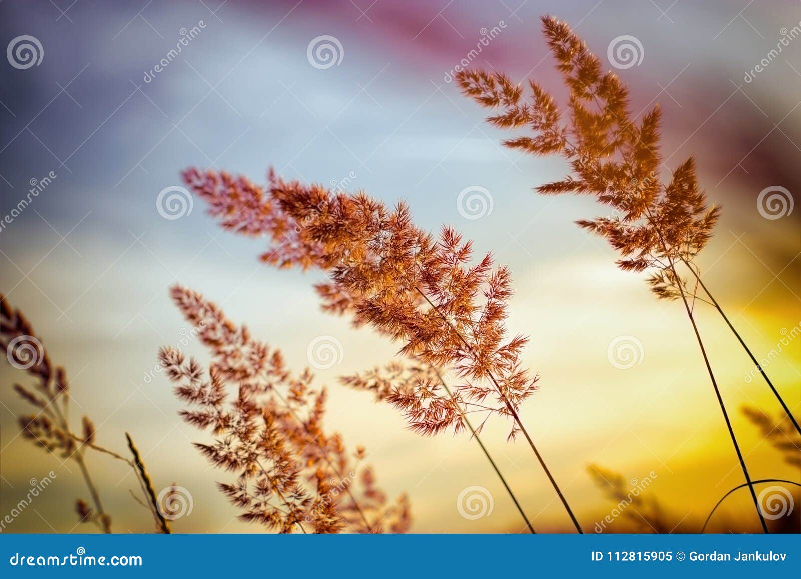 High Grass, Grass Seed - Sunset in Meadow Dusk - Beautiful Nature Stock ...
