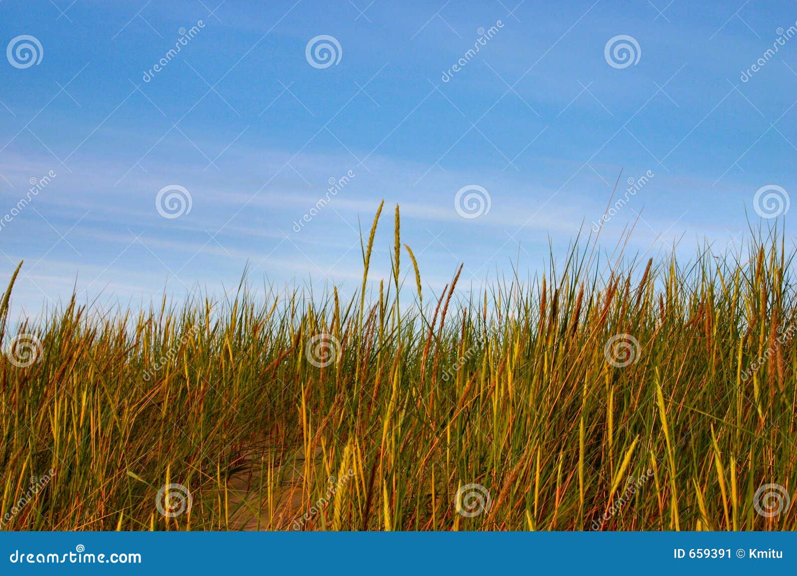 High grass and sky stock image. Image of landscape, thick - 659391