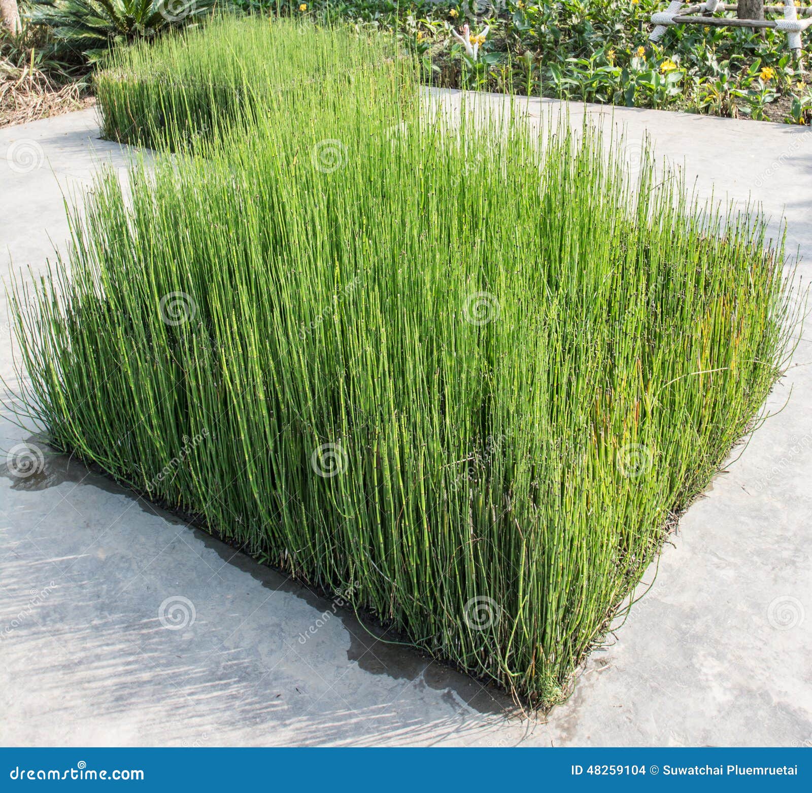 High green grass. Sedge stock photo. Image of landscape - 48259104