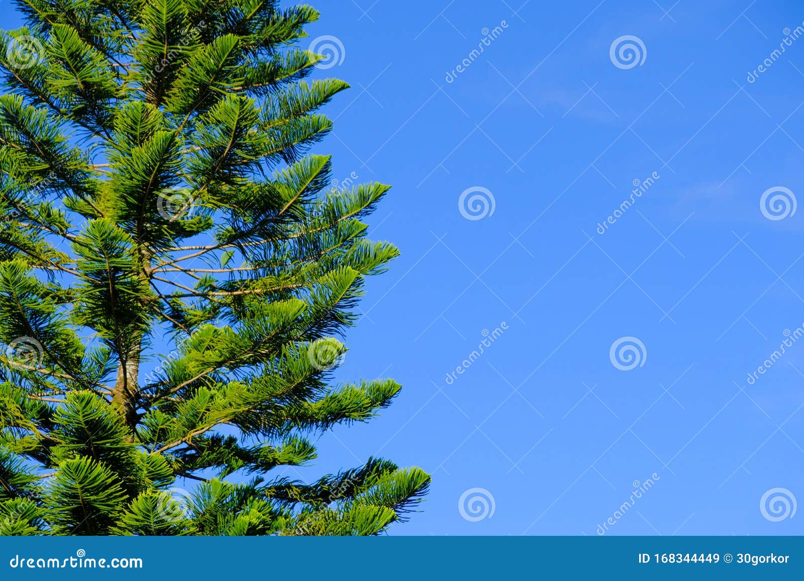 High Pine Tree with Blue Sky on Background Stock Image - Image of ...