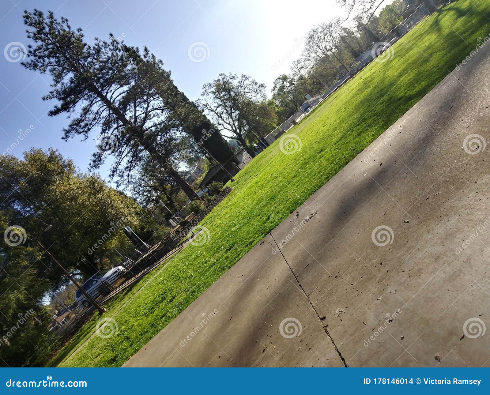 High green tree stock photo. Image of california, park - 178146014