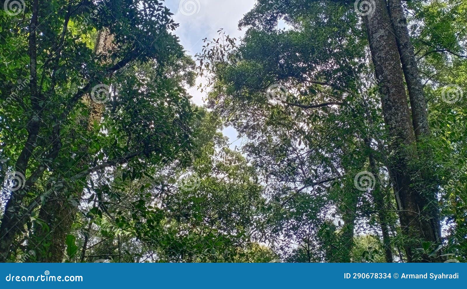 High Green Trees with Lot of Leaves Stock Photo - Image of rain, hill ...