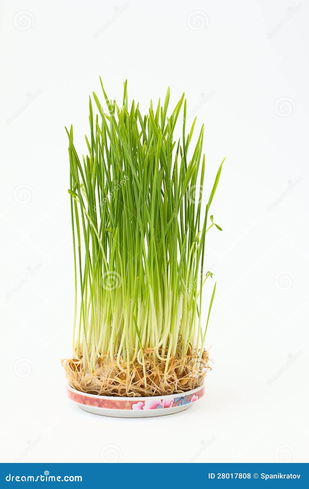 High Green Wheat Sprouts on a Plate Stock Photo - Image of live ...