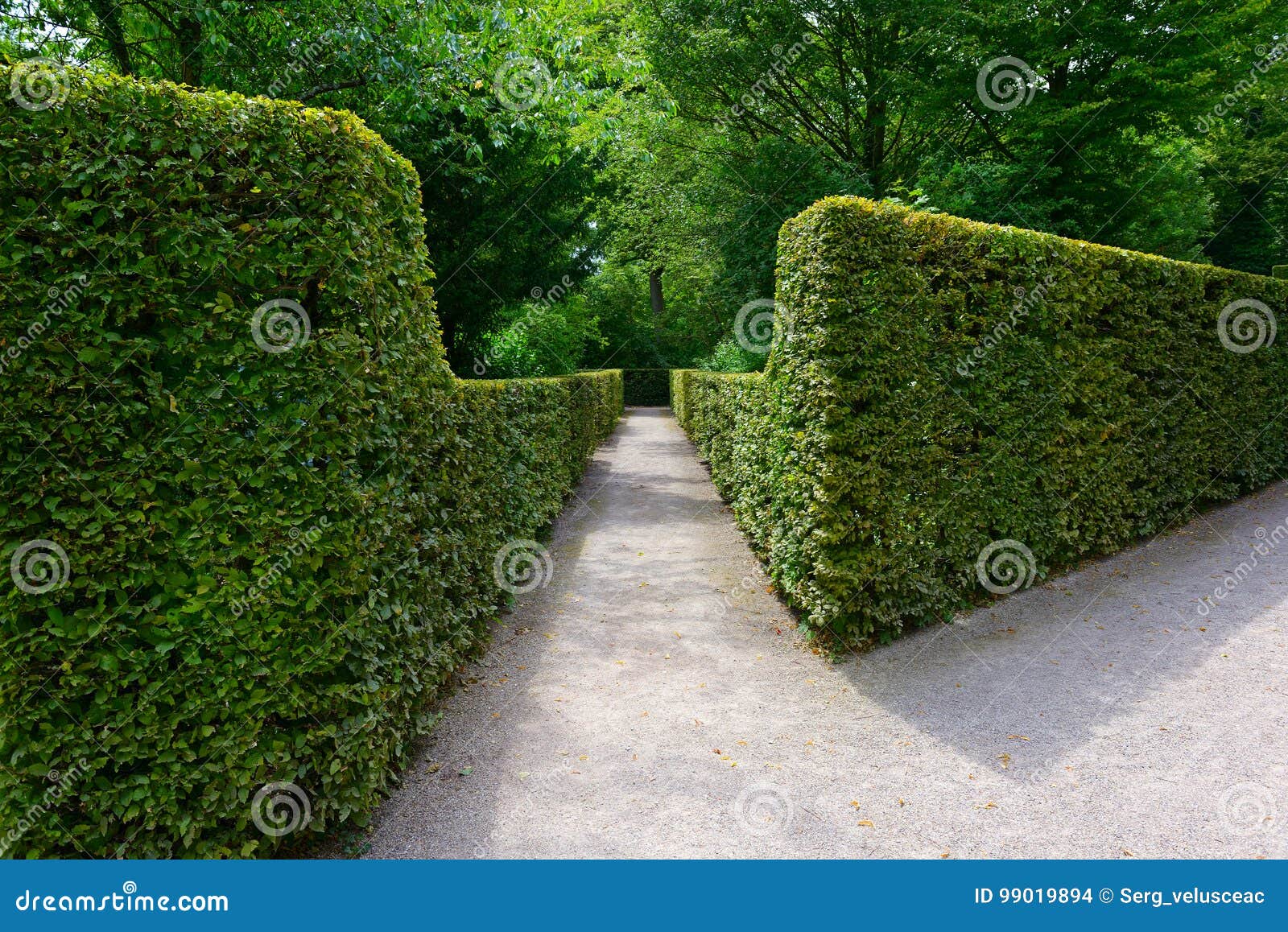 High hedges in the park stock photo. Image of bush, hedges - 99019894